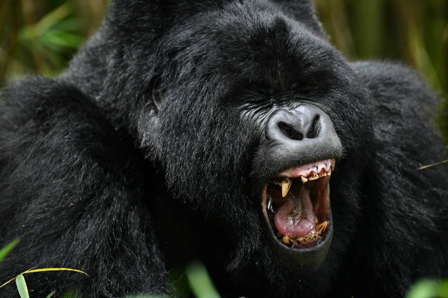 Gorilla Trekking in Bwindi Forest Park; Uganda Gorilla Tours
